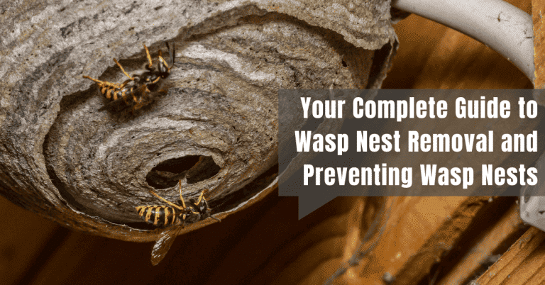 Wasp Nest Removal and Preventing Wasp Nests