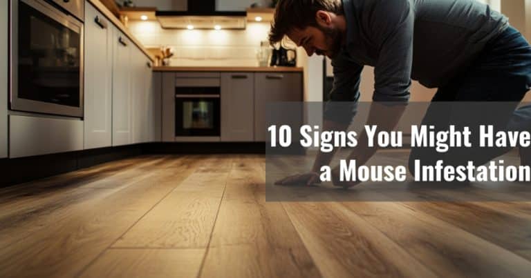 10 Signs You Might Have a Mouse Infestation